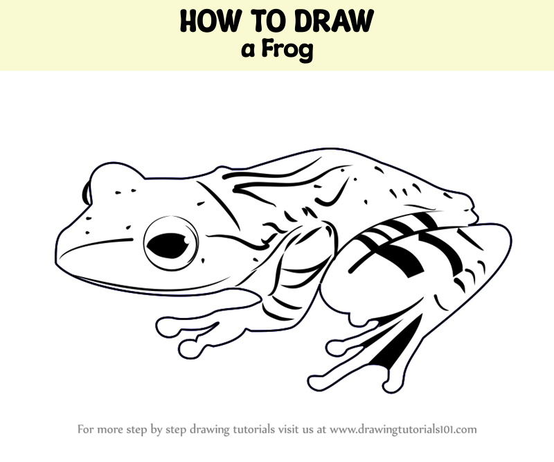 How to Draw a Frog (Amphibians) Step by Step | DrawingTutorials101.com