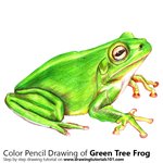 Learn How to Draw a Goliath Frog (Amphibians) Step by Step : Drawing ...