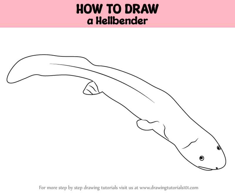 How to Draw a Hellbender (Amphibians) Step by Step ...