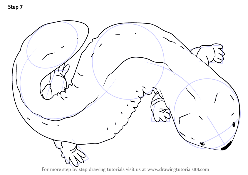Japanese Giant Salamanders Drawings