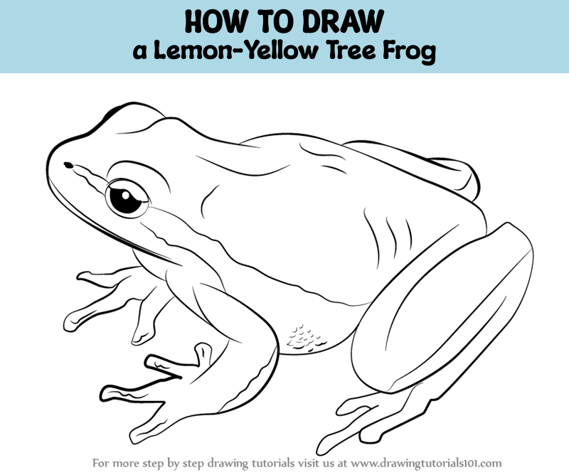 How to Draw a Lemon-Yellow Tree Frog (Amphibians) Step by Step | DrawingTutorials101.com