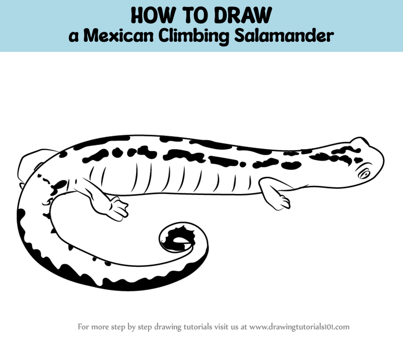 Step By Step How To Draw A Lemonyellow Tree Frog Drawingtutorials101com