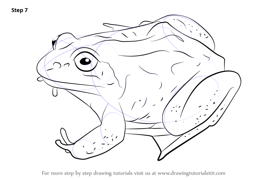 How To Draw A Realistic Frog