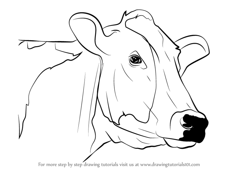 How To Draw A Cow Face Animal Faces Step By Step