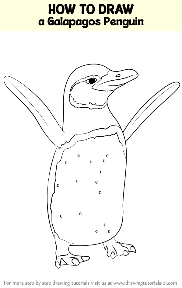 How to Draw a Galapagos Penguin (Antarctic Animals) Step by Step ...