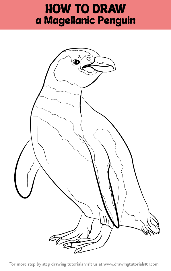 How to Draw a Magellanic Penguin (Antarctic Animals) Step by Step ...