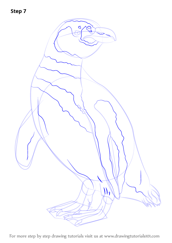 How to Draw a Magellanic Penguin (Antarctic Animals) Step by Step ...