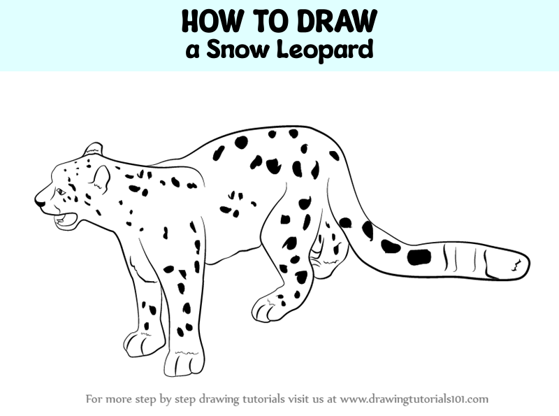 Snow Leopard Pictures To Draw Easy - Infoupdate.org