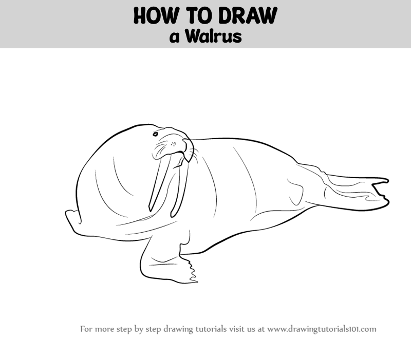 How to Draw a Walrus (Antarctic Animals) Step by Step ...