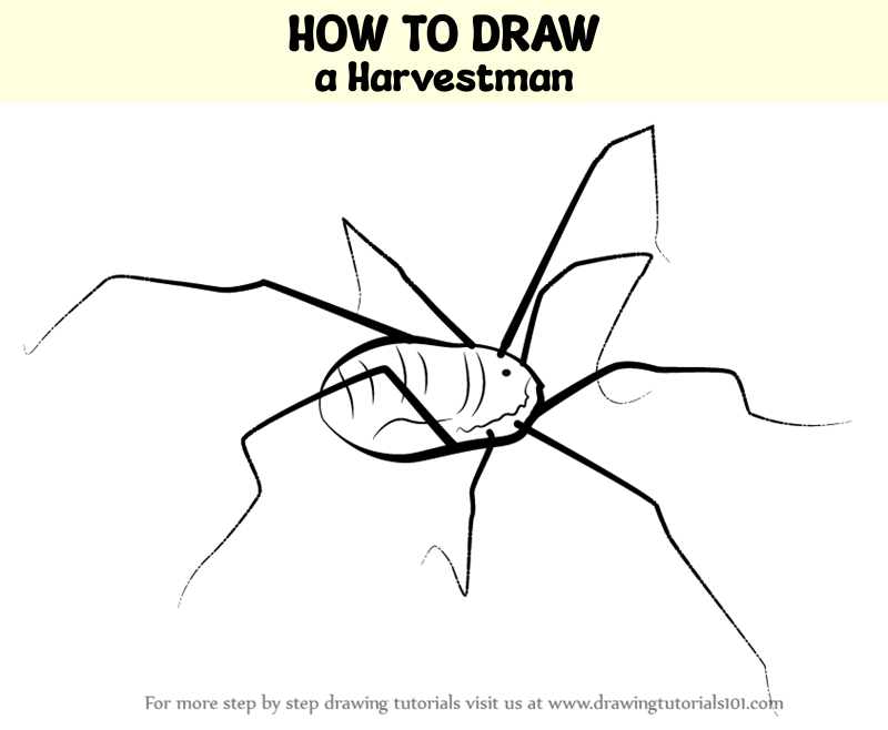How to Draw a Harvestman (Arachnids) Step by Step | DrawingTutorials101.com