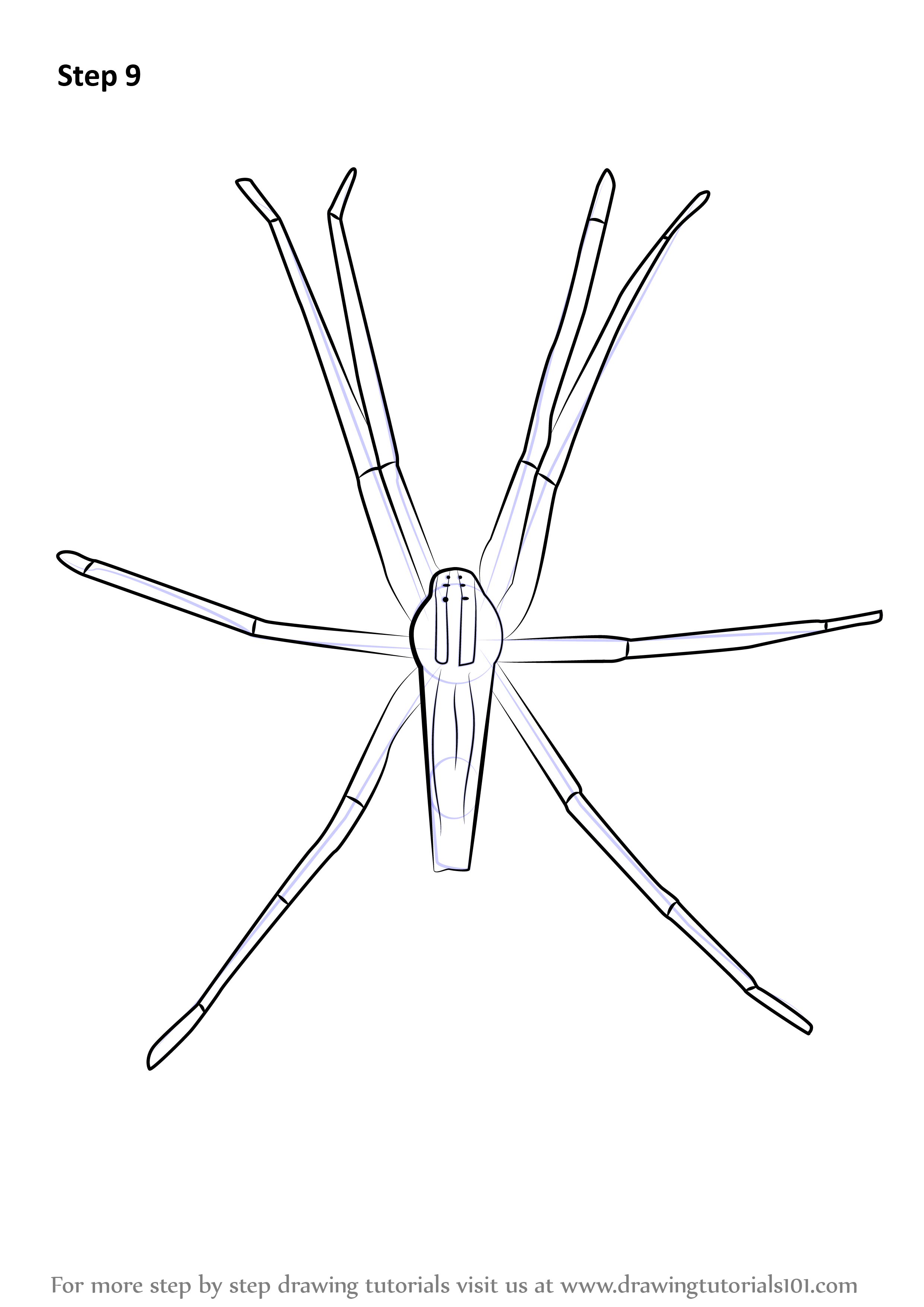 How to Draw a Nursery-Web Spider (Arachnids) Step by Step ...
