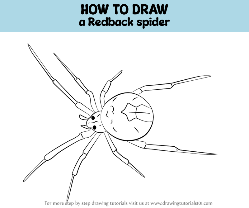 How to Draw a Redback spider (Arachnids) Step by Step ...