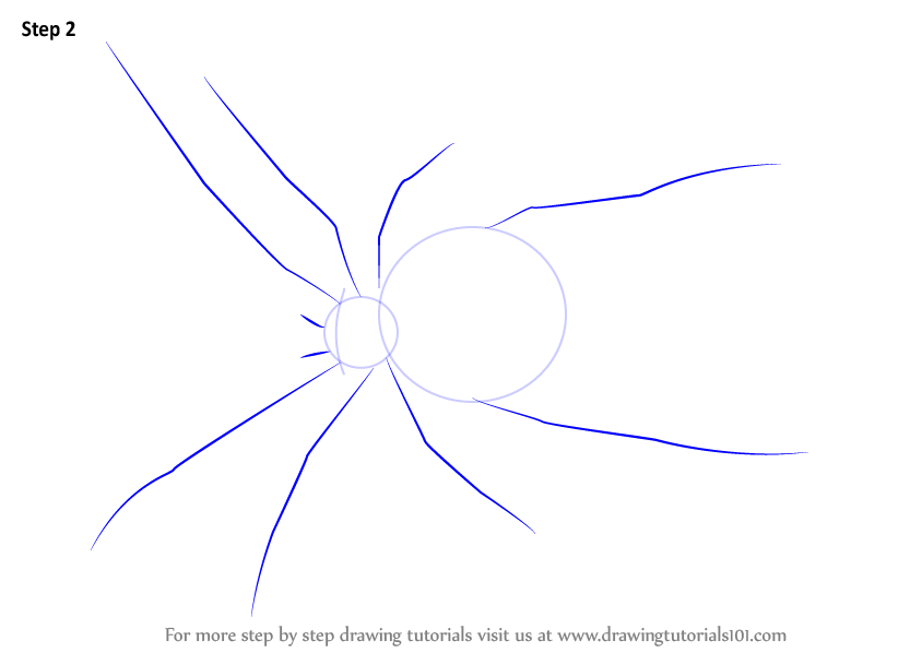 How to Draw a Redback spider (Arachnids) Step by Step ...
