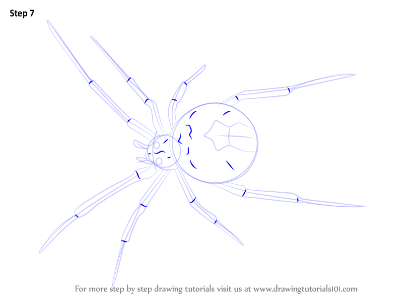 How to Draw a Redback spider (Arachnids) Step by Step ...