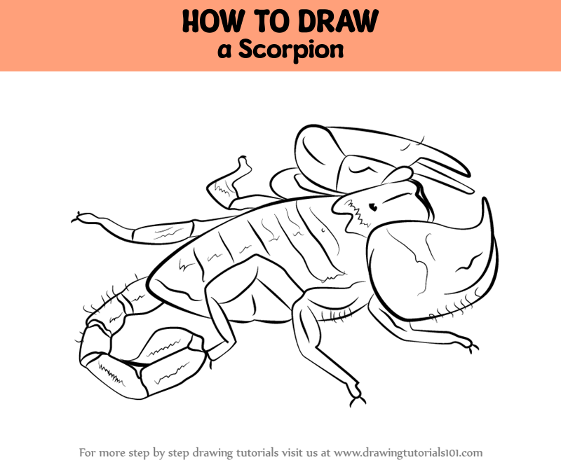 How to Draw a Scorpion (Arachnids) Step by Step | DrawingTutorials101.com
