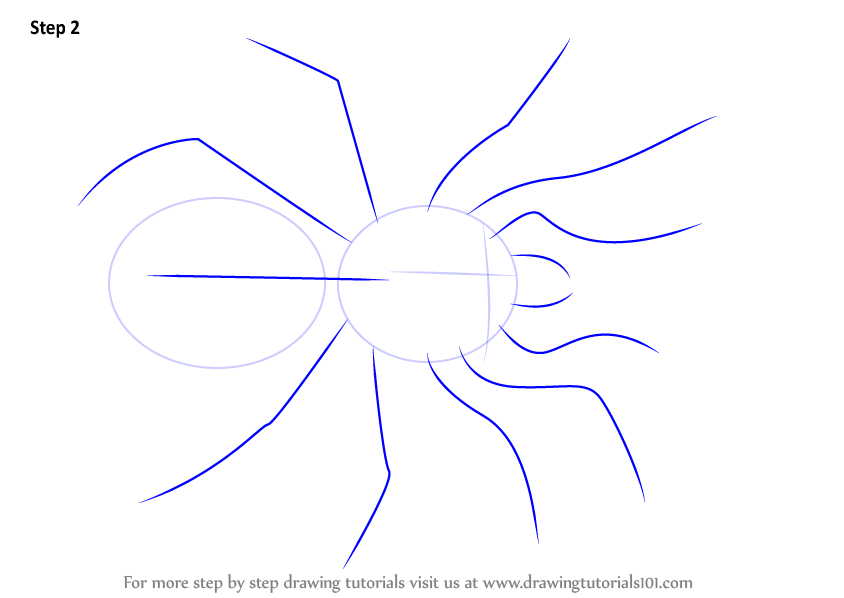 How to Draw a Trapdoor Spider (Arachnids) Step by Step ...