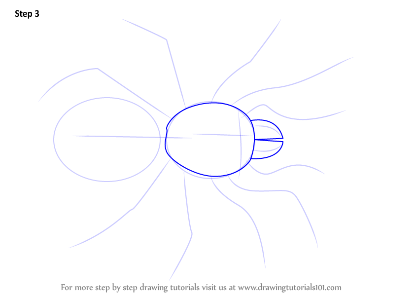 How to Draw a Trapdoor Spider (Arachnids) Step by Step ...