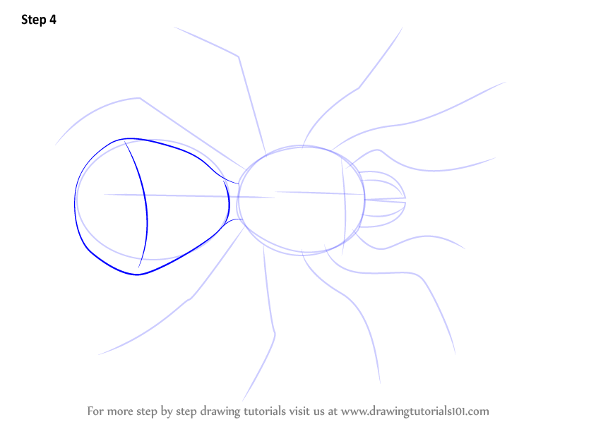 How to Draw a Trapdoor Spider (Arachnids) Step by Step ...