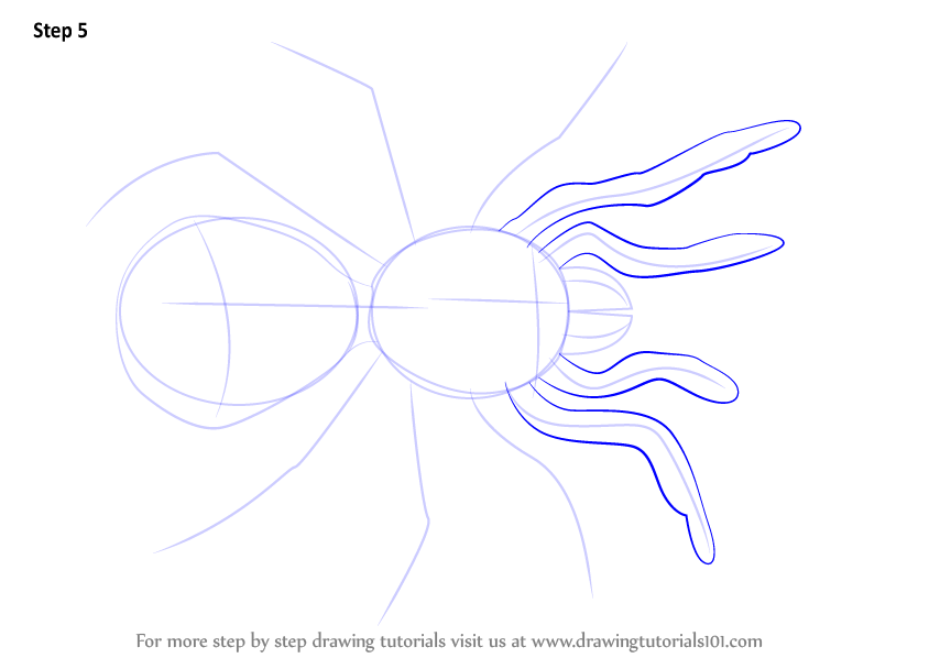 How to Draw a Trapdoor Spider (Arachnids) Step by Step ...