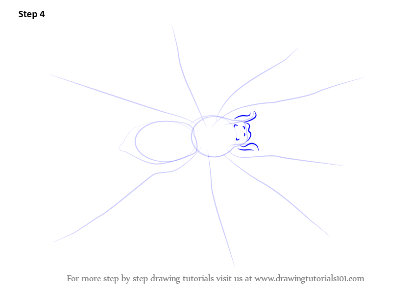 How to Draw a Wolf Spider (Arachnids) Step by Step ...