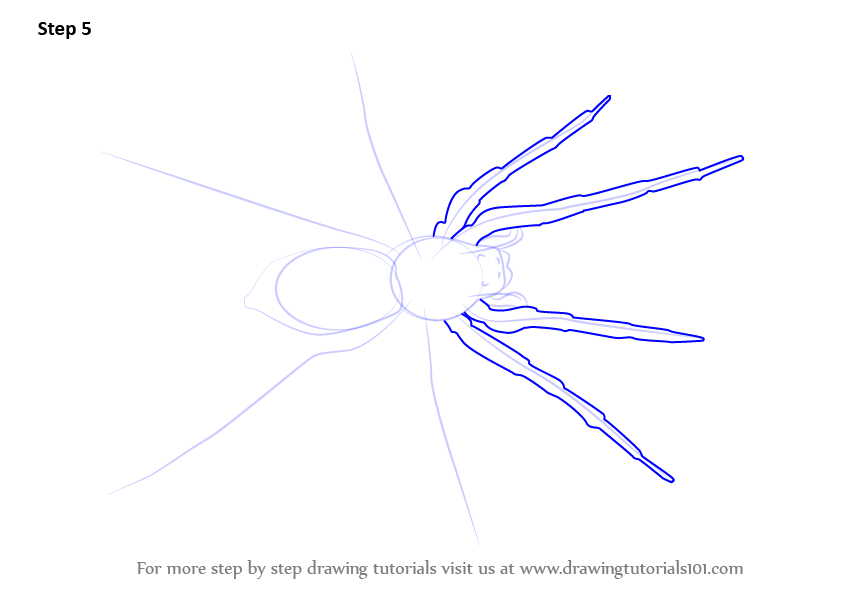 How to Draw a Wolf Spider (Arachnids) Step by Step ...