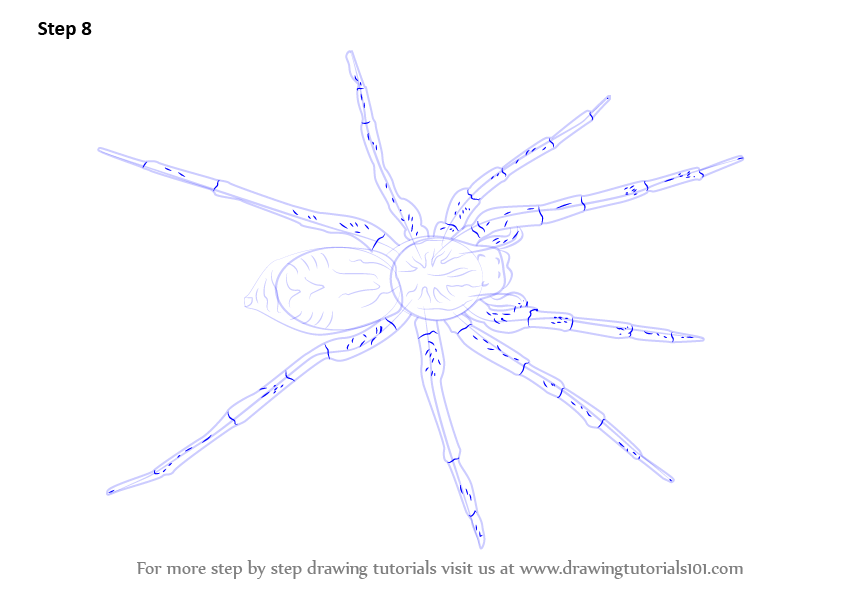 How to Draw a Wolf Spider (Arachnids) Step by Step ...