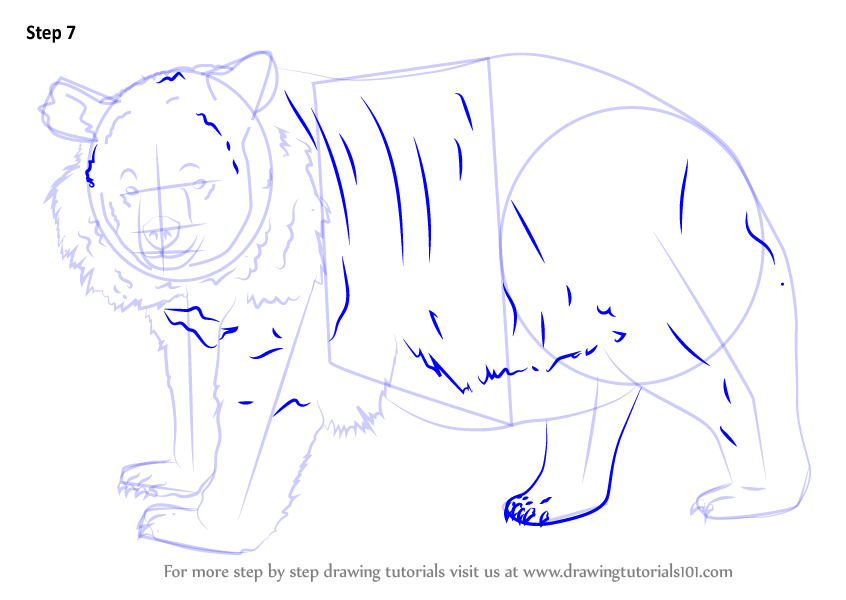 How to Draw an Asian black bear (Bears) Step by Step ...