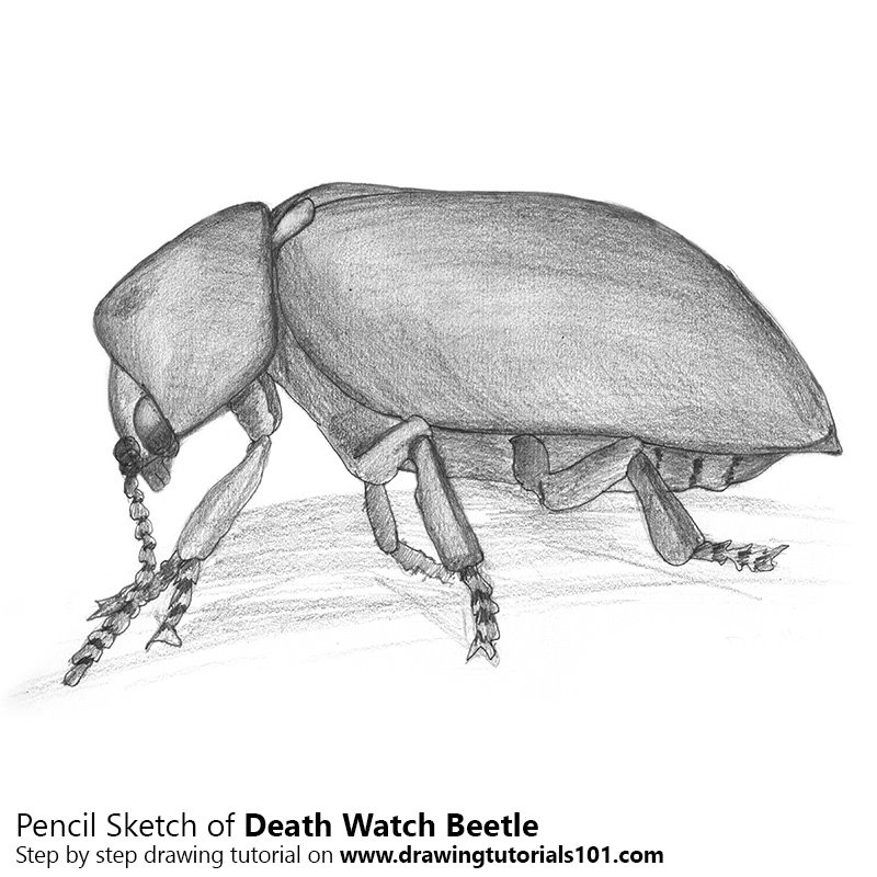 Death Watch Beetle
