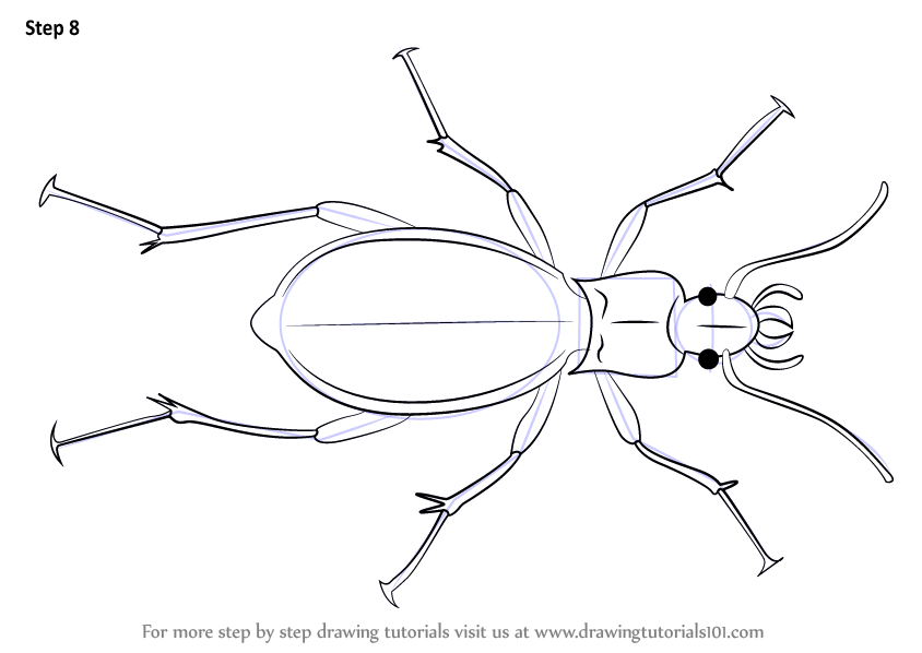 How to Draw a Ground Beetle (Beetles) Step by Step ...