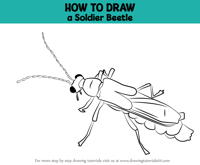 How to Draw a Soldier Beetle (Beetles) Step by Step ...