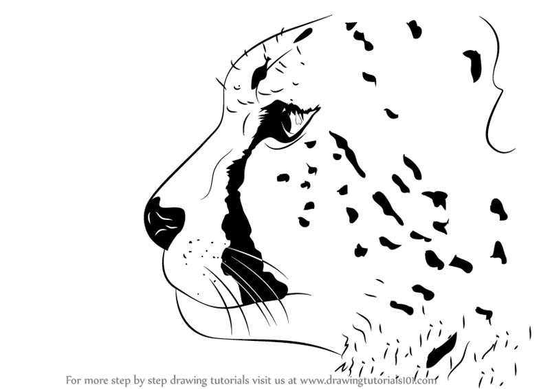 How To Draw A Cheetah s Head Big Cats Step By Step