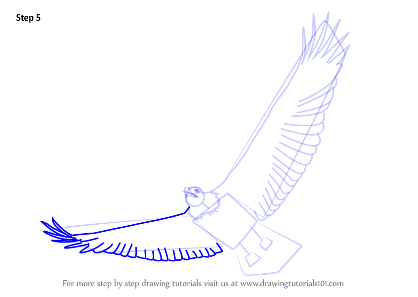 How to Draw a Bald Eagle Flying (Bird of prey) Step by Step ...