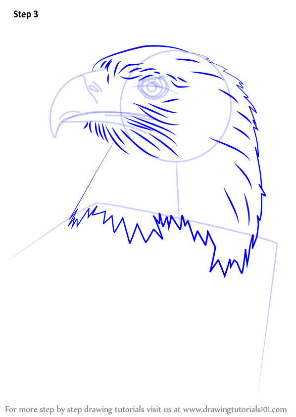 How to Draw Bald Eagle Head (Bird of prey) Step by Step ...