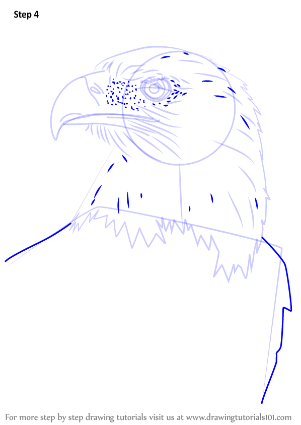 How to Draw Bald Eagle Head (Bird of prey) Step by Step ...