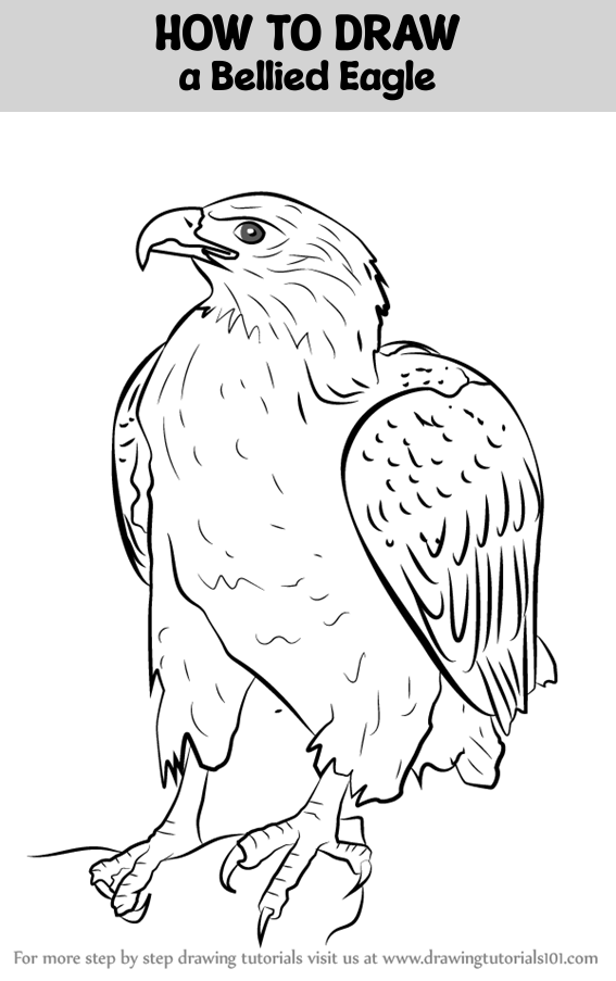 Draw A Realistic Eagle Golden Eagle Step By Step