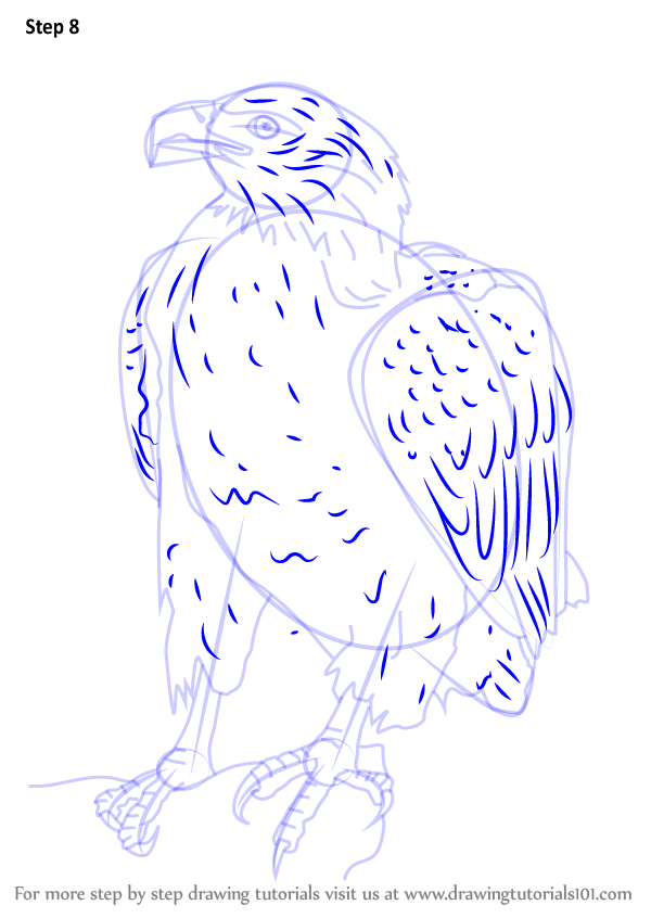 How to Draw a Bellied Eagle (Bird of prey) Step by Step ...