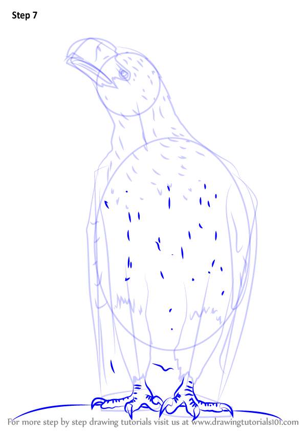 How to Draw an Eagle Sitting (Bird of prey) Step by Step ...
