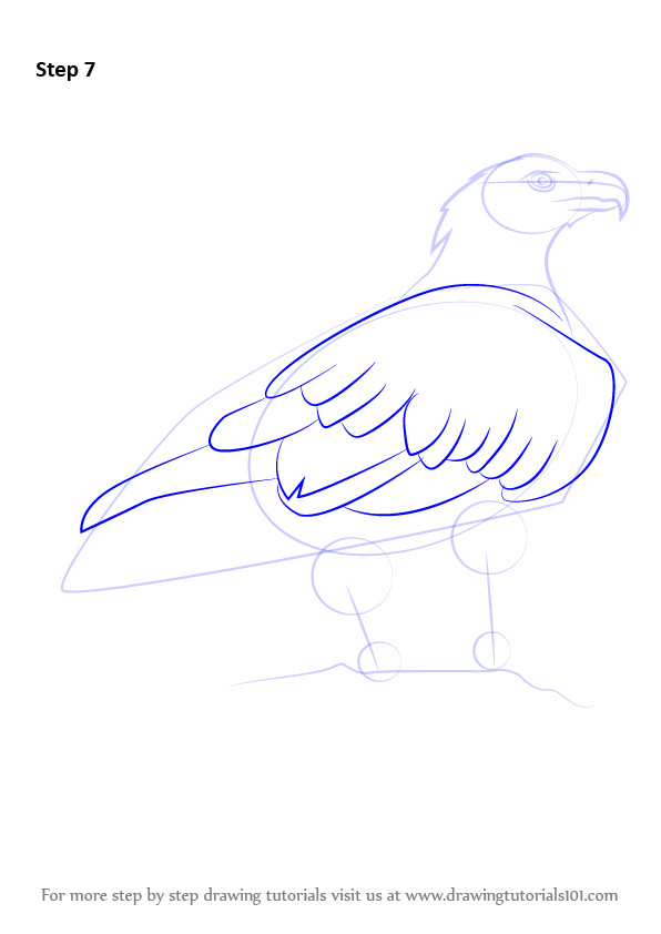How to Draw a Wedge-Tailed Eagle (Bird of prey) Step by Step ...