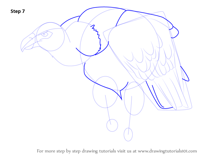 How to Draw a Griffon Vulture (Bird of prey) Step by Step ...