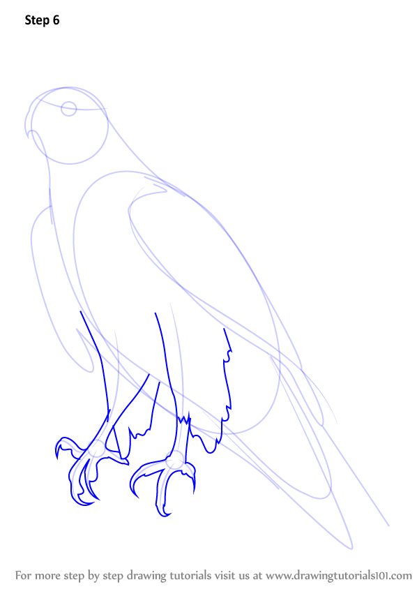 How to Draw a Northern Goshawk (Bird of prey) Step by Step ...