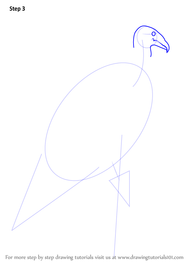 How to Draw a Turkey Vulture (Bird of prey) Step by Step ...