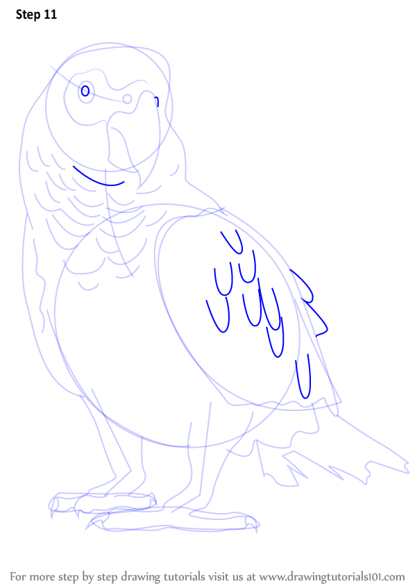How to Draw an African Grey Parrot (Birds) Step by Step ...