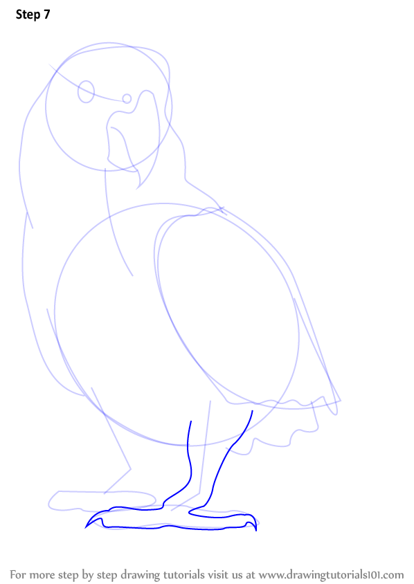 How to Draw an African Grey Parrot (Birds) Step by Step ...