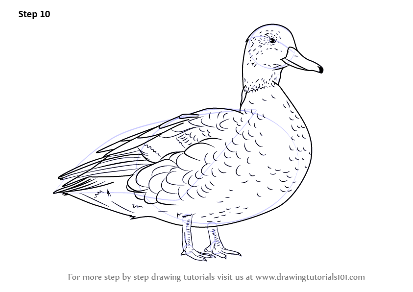 How to Draw a American black duck (Birds) Step by Step ...