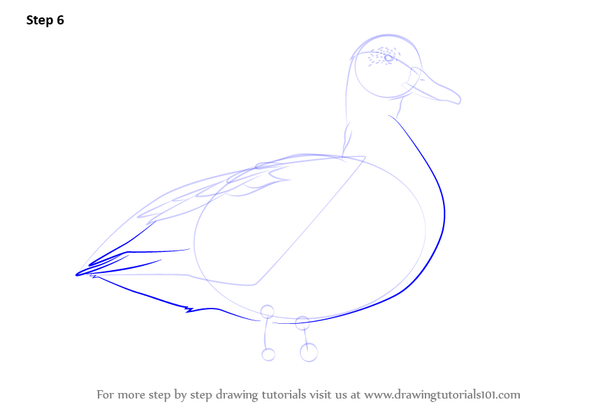 How to Draw a American black duck (Birds) Step by Step ...