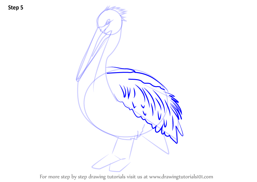 How to Draw an American White Pelican (Birds) Step by Step ...
