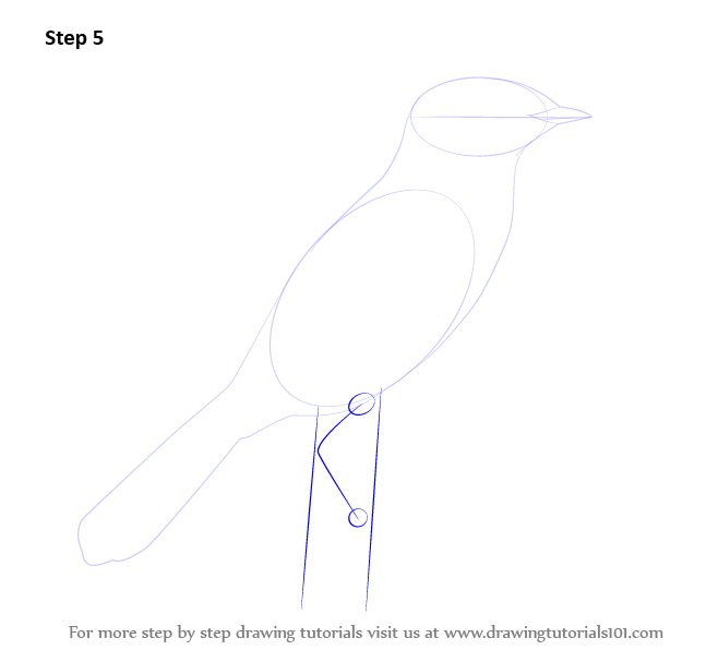 How to Draw a Aquatic Warbler (Birds) Step by Step ...