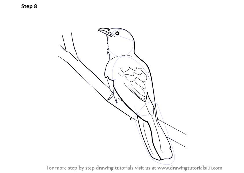 How To Draw Koyal Bird