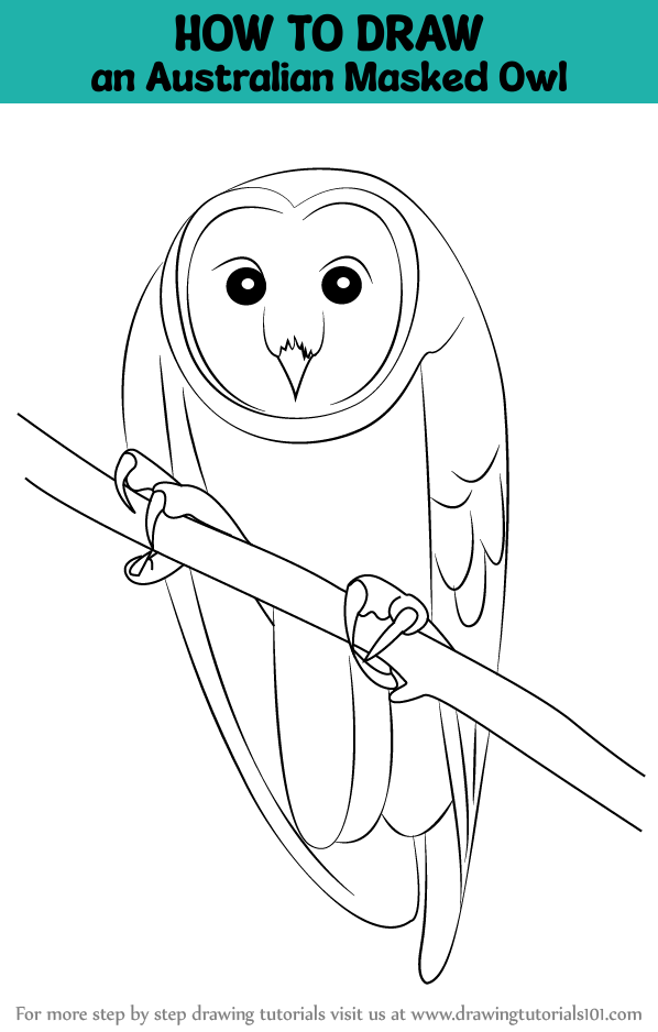 How to Draw an Australian Masked Owl (Birds) Step by Step ...