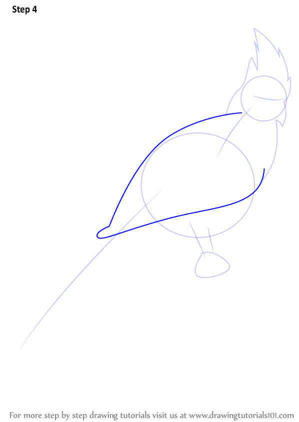 How to Draw a Bare-Faced Go Away Bird (Birds) Step by Step ...
